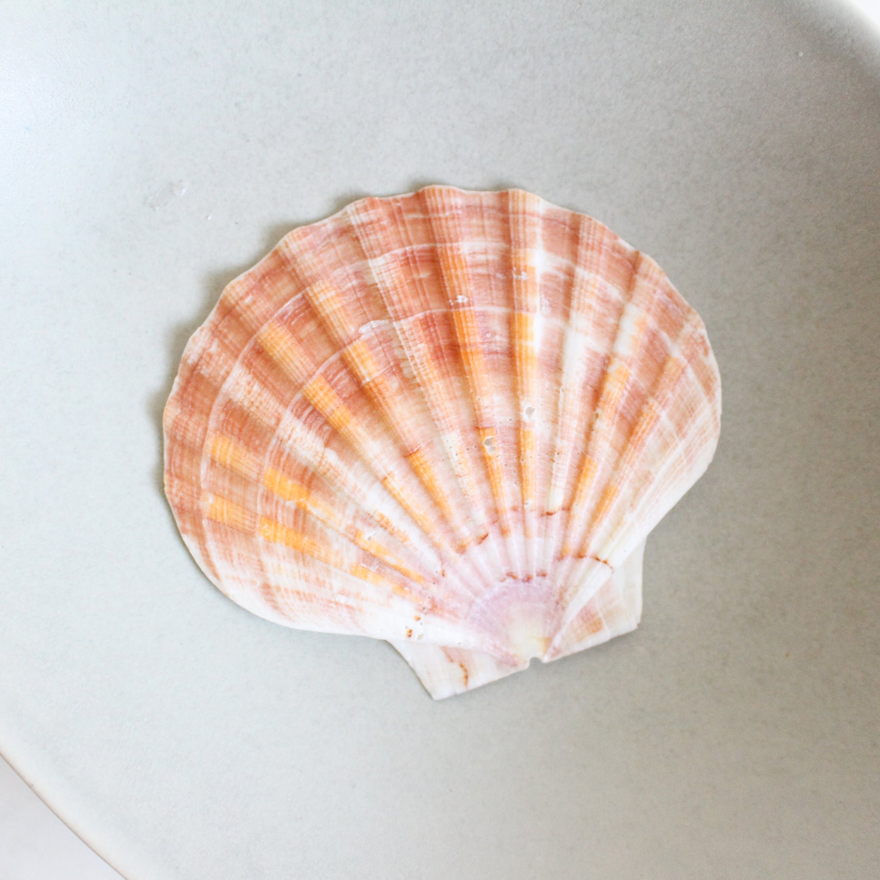 Seashell Wholesalers | Ocean Living