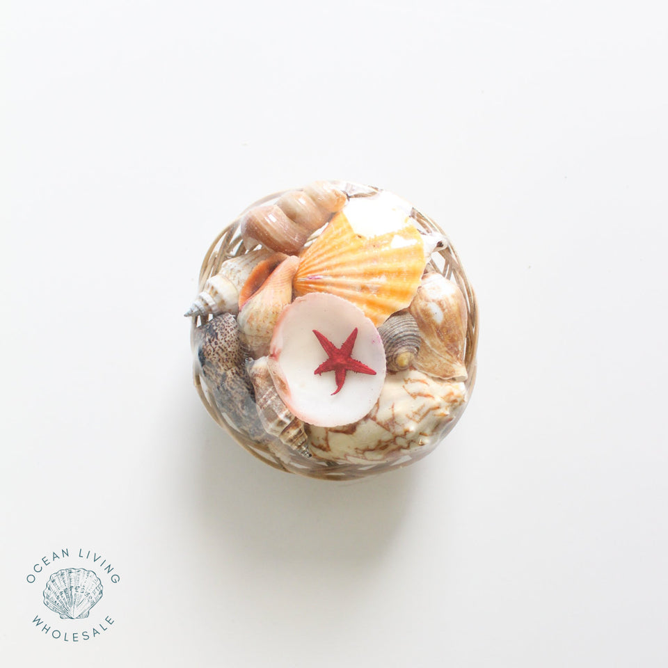 Seashell Wholesalers | Ocean Living – Ocean Living Wholesale (Pty) Ltd