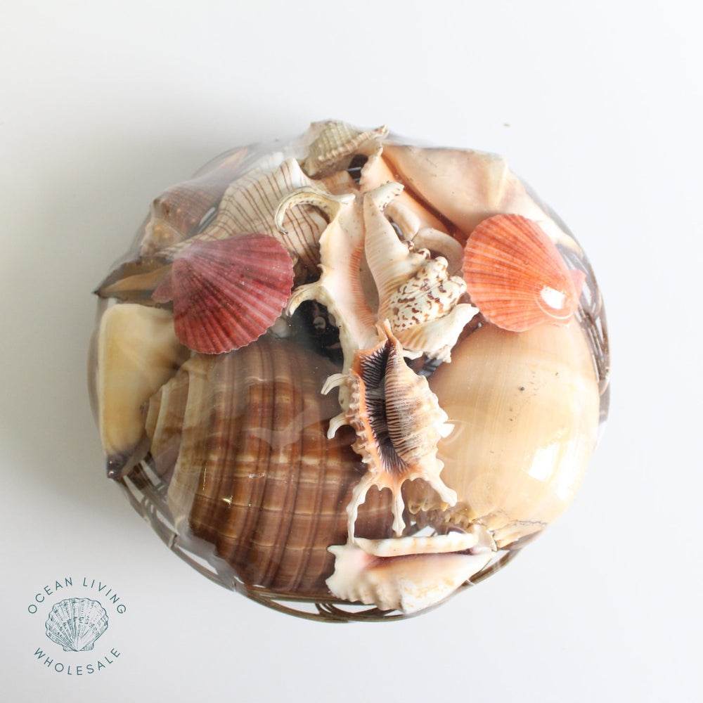 Seashell Wholesalers | Ocean Living